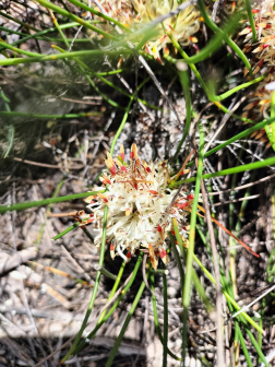 Petrophile filifolia_百度百科