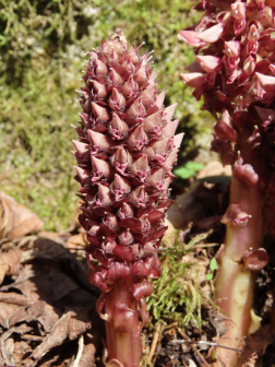 Lathraea rhodopea_百度百科