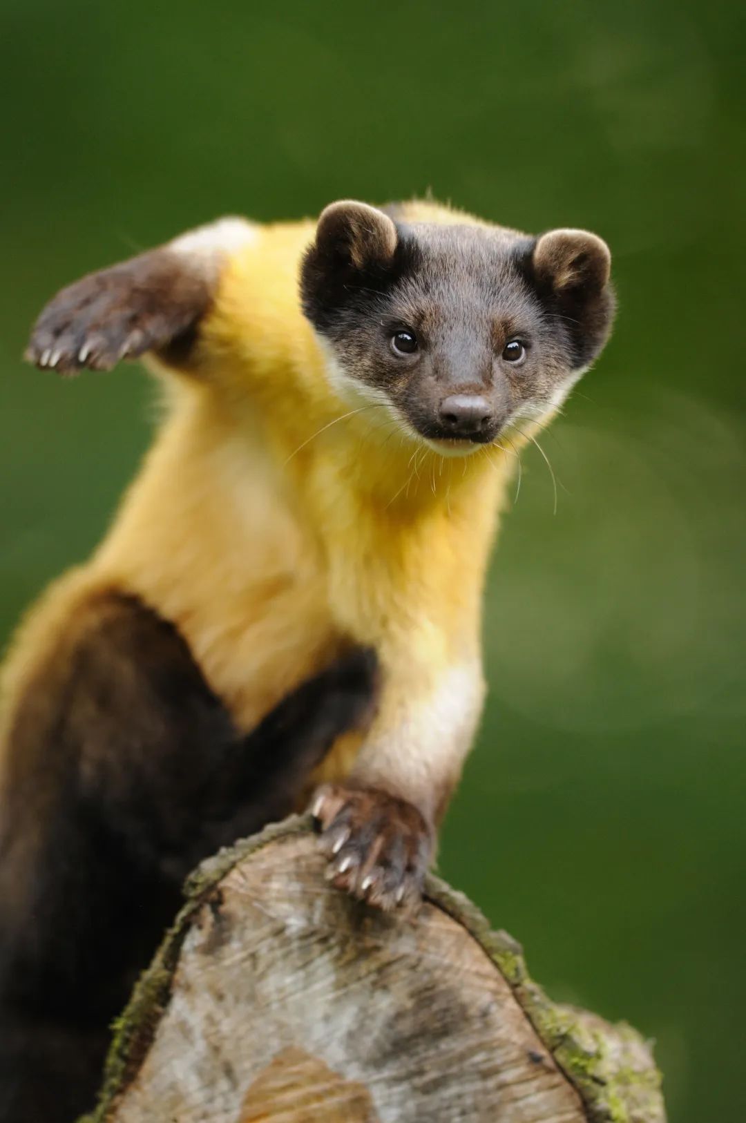 “不疯魔不成活”！鼬鼬们如何演化出你想象不到的“软实力”？_百科TA说