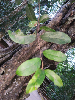 Diospyros decandra_百度百科