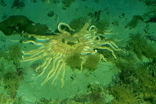 Labidiaster annulatus_百度百科