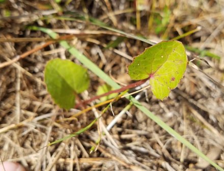 Centella erecta_百度百科