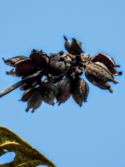 Remijia ulei_百度百科