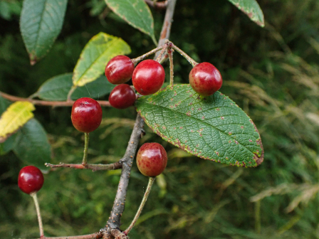 Prunus emarginata_百度百科