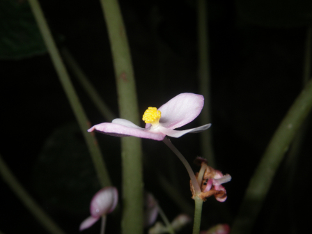 Begonia phuthoensis_百度百科