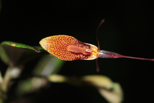 Restrepia citrina_百度百科
