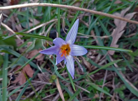 Crocus tauri_百度百科