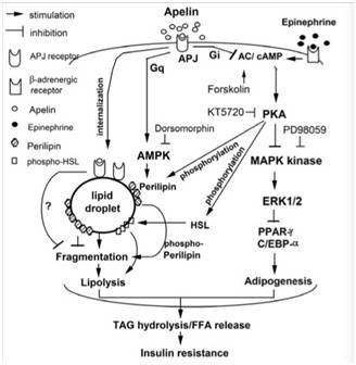 爱帕琳肽_百度百科
