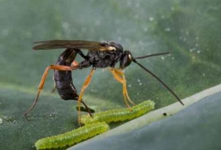 螟蛉绒茧蜂_百度百科