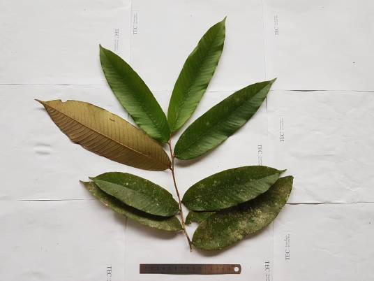 Parinari parvifolia_百度百科