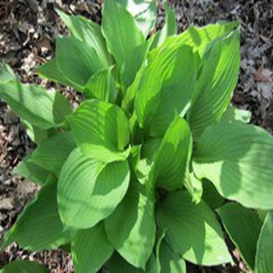Hosta 'Undulata Erromena'_百度百科