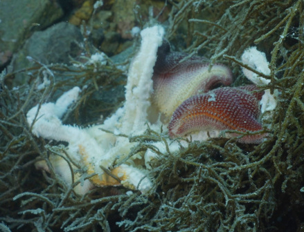 Labidiaster annulatus_百度百科