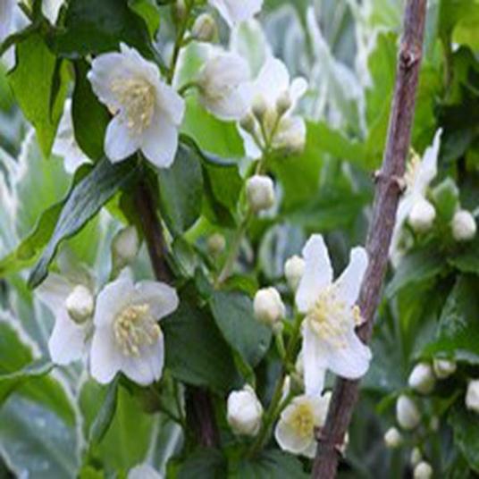 Philadelphus coronarius 'SMNPVG' ILLUMINATI TOWER_百度百科