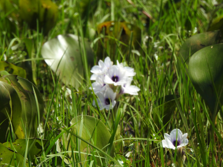 Pontederia azurea_百度百科