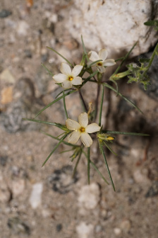 Linanthus jonesii_百度百科