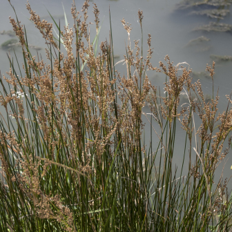 Juncus maritimus_百度百科