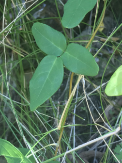 Boquila trifoliolata_百度百科