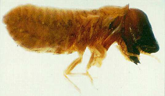 截头堆砂白蚁_百度百科