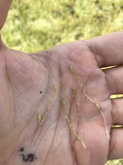 Legenere valdiviana_百度百科