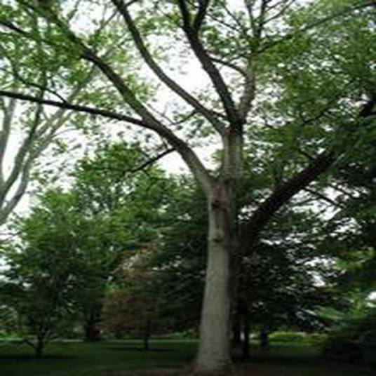 Fraxinus quadrangulata_百度百科