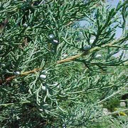 Juniperus virginiana 'Burkii'_百度百科