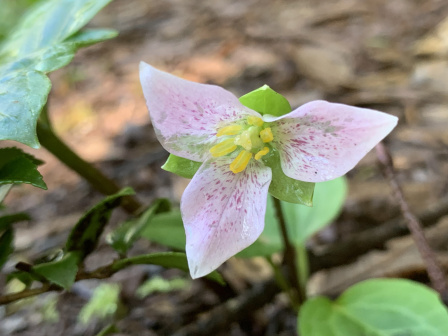 Pseudotrillium rivale_百度百科