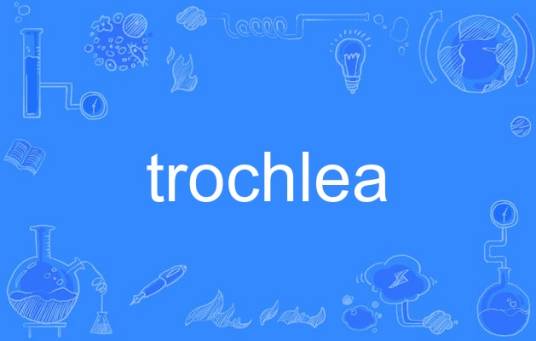 trochlea_百度百科