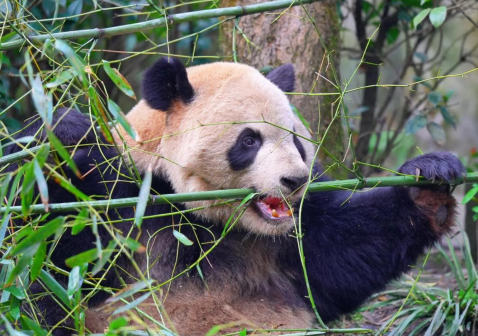 大熊猫阿宝（2010年出生于西班牙马德里的大熊猫）_百度百科