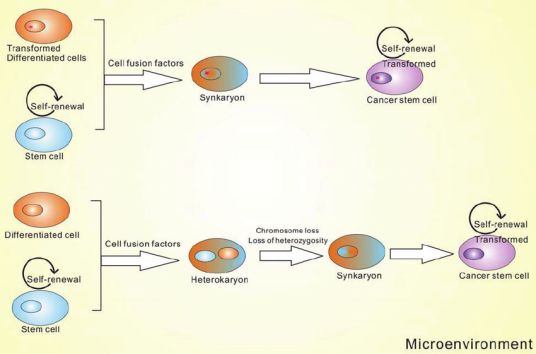 合核体_百度百科