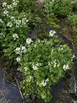 Cardamine cordifolia_百度百科