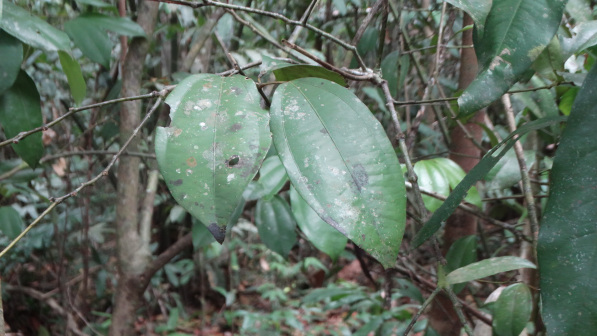 Abuta grandifolia_百度百科