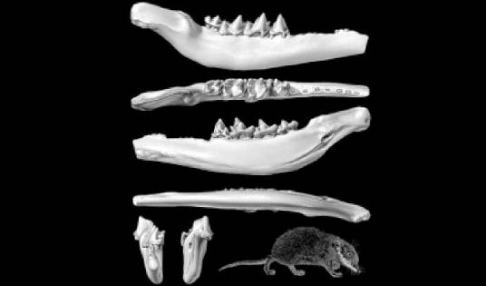 侨兽科_百度百科