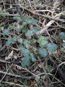 Boquila trifoliolata_百度百科