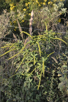 Pilocarpus spicatus_百度百科