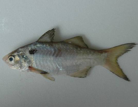 六指马鲅_百度百科