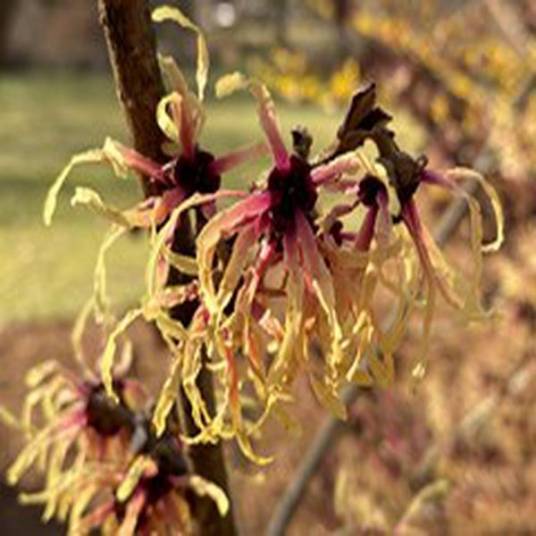 Hamamelis × intermedia 'Strawberries and Cream'_百度百科