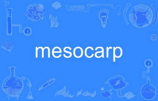 mesocarp_百度百科