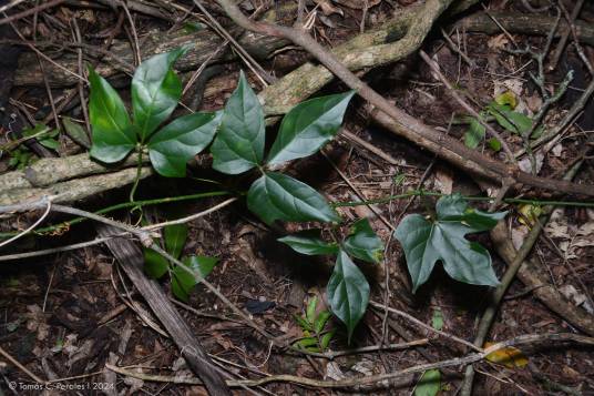 Siolmatra brasiliensis_百度百科