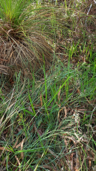Stirlingia latifolia_百度百科