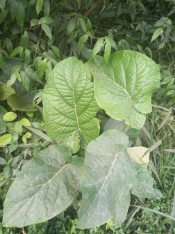 Piper cernuum_百度百科