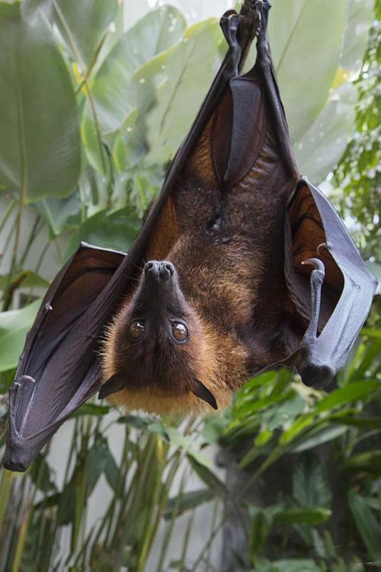 关岛狐蝠_百度百科