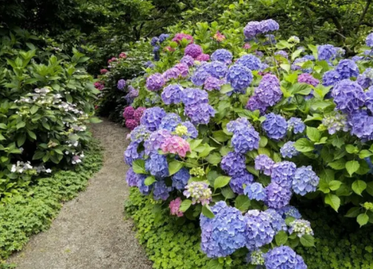Hydrangea macrophylla 'Dancing Snow' WEDDING GOWN_百度百科