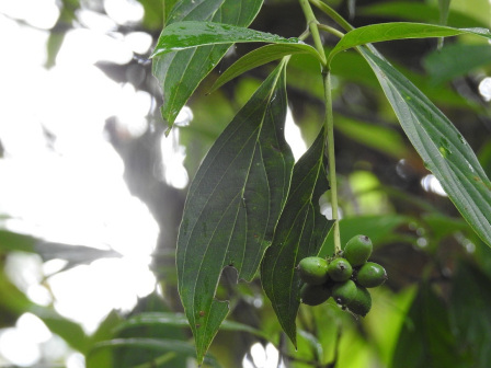 Cornus disciflora_百度百科