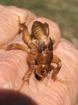 酷劳伦怪螽_百度百科