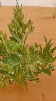 Rhazya stricta_百度百科