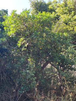 Fagraea berteroana_百度百科