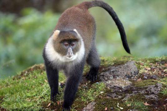 白领青长尾猴_百度百科