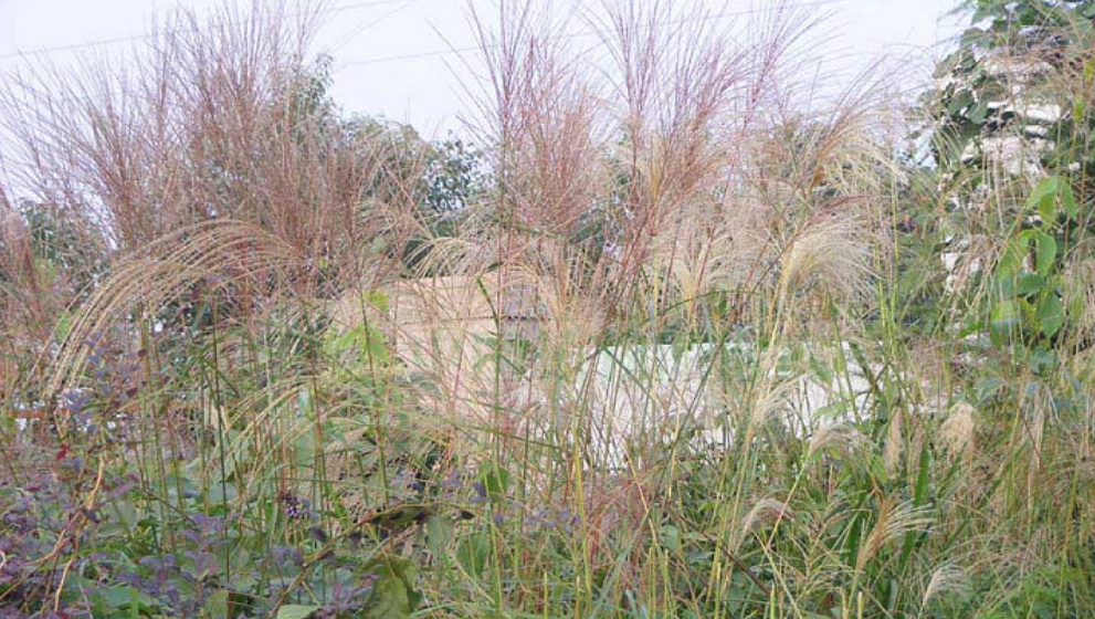 五节芒_百度百科