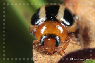 宽纹纵条瓢虫_百度百科