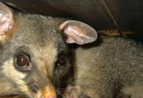 负鼠目_百度百科